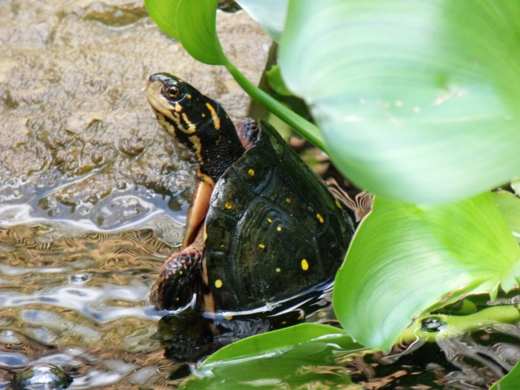 Water Turtles