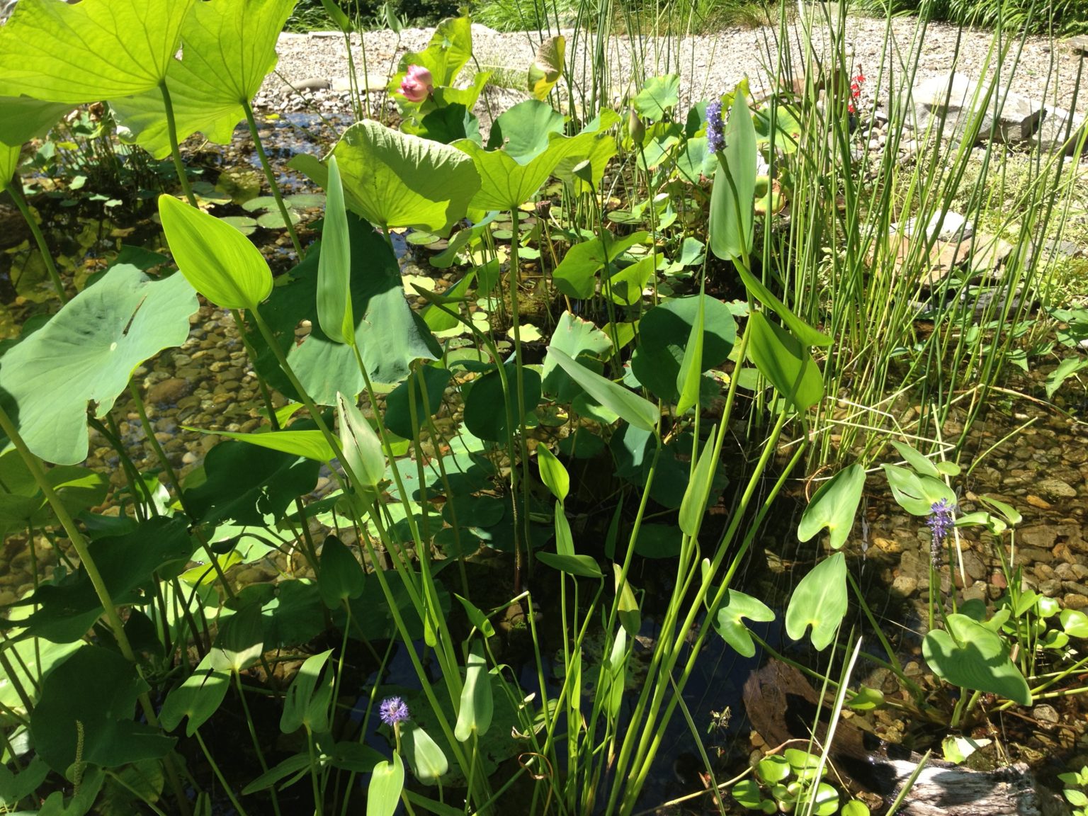 Aquatic Plants